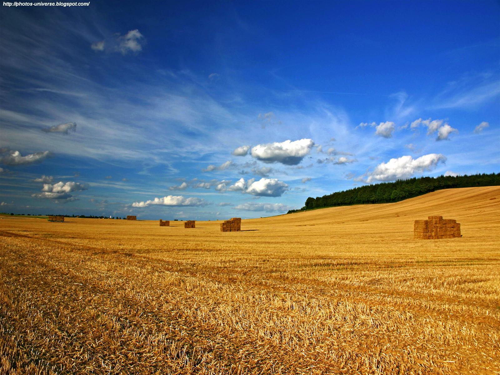 Crop Field Wallpapers - Top Free Crop Field Backgrounds - WallpaperAccess