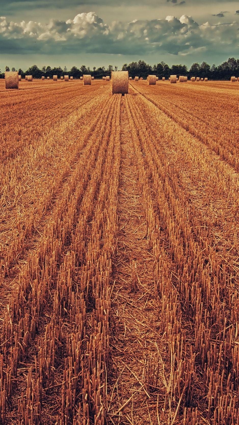 Crop Field Wallpapers - Top Free Crop Field Backgrounds - WallpaperAccess