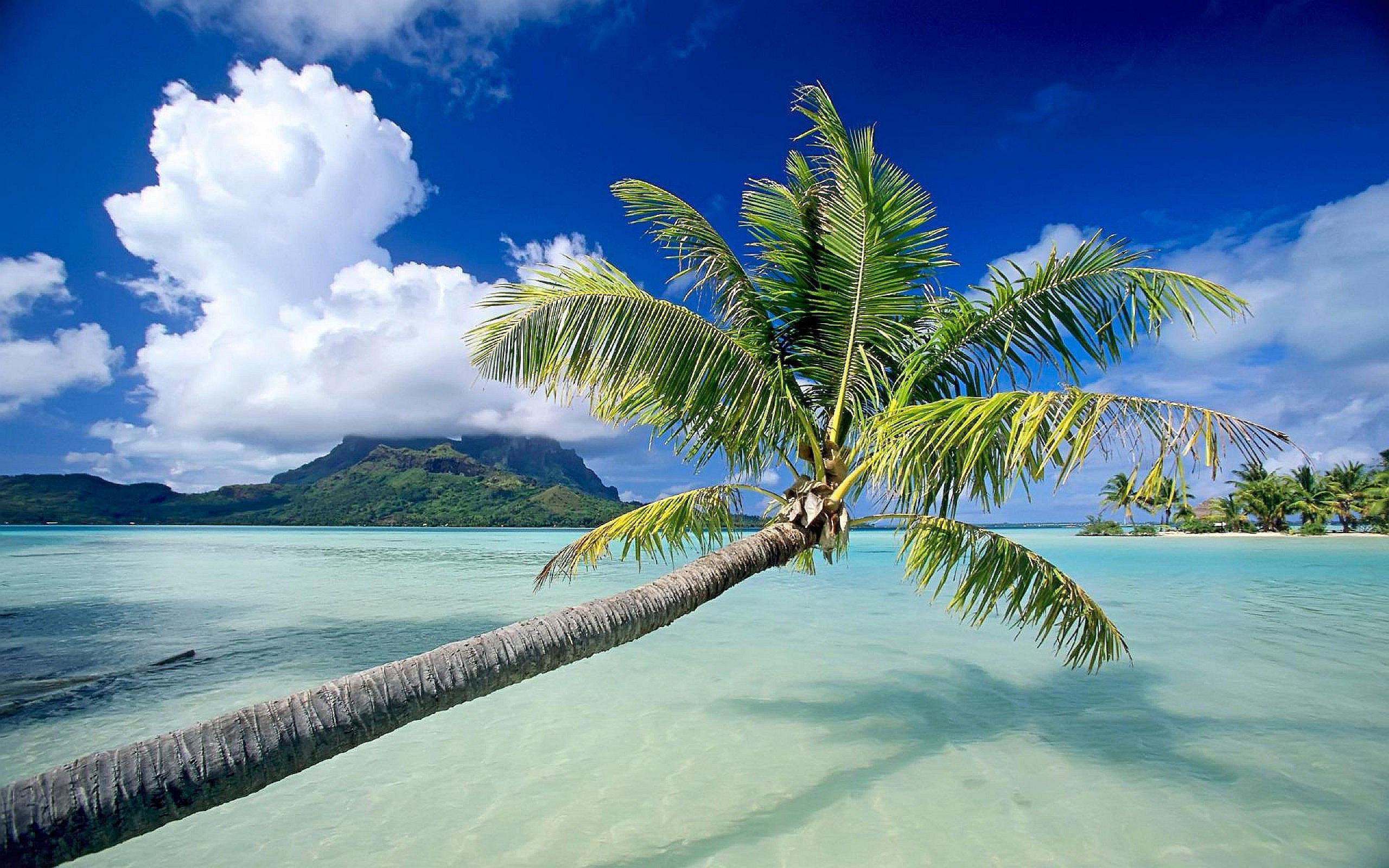 Tree Water Wallpapers - Top Free Tree Water Backgrounds - WallpaperAccess