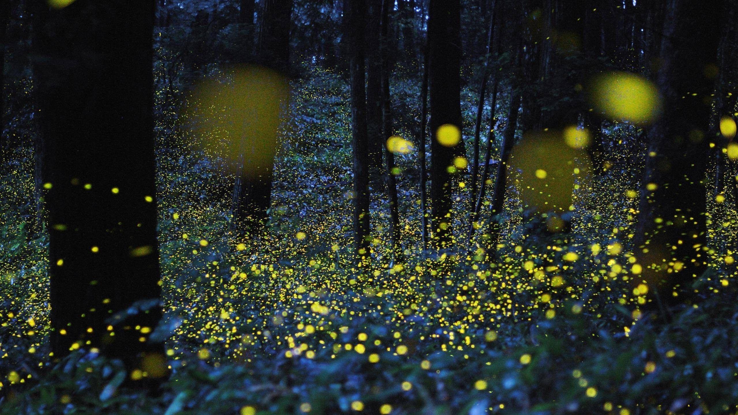 Fireflies Wallpapers - Top Free Fireflies Backgrounds - WallpaperAccess