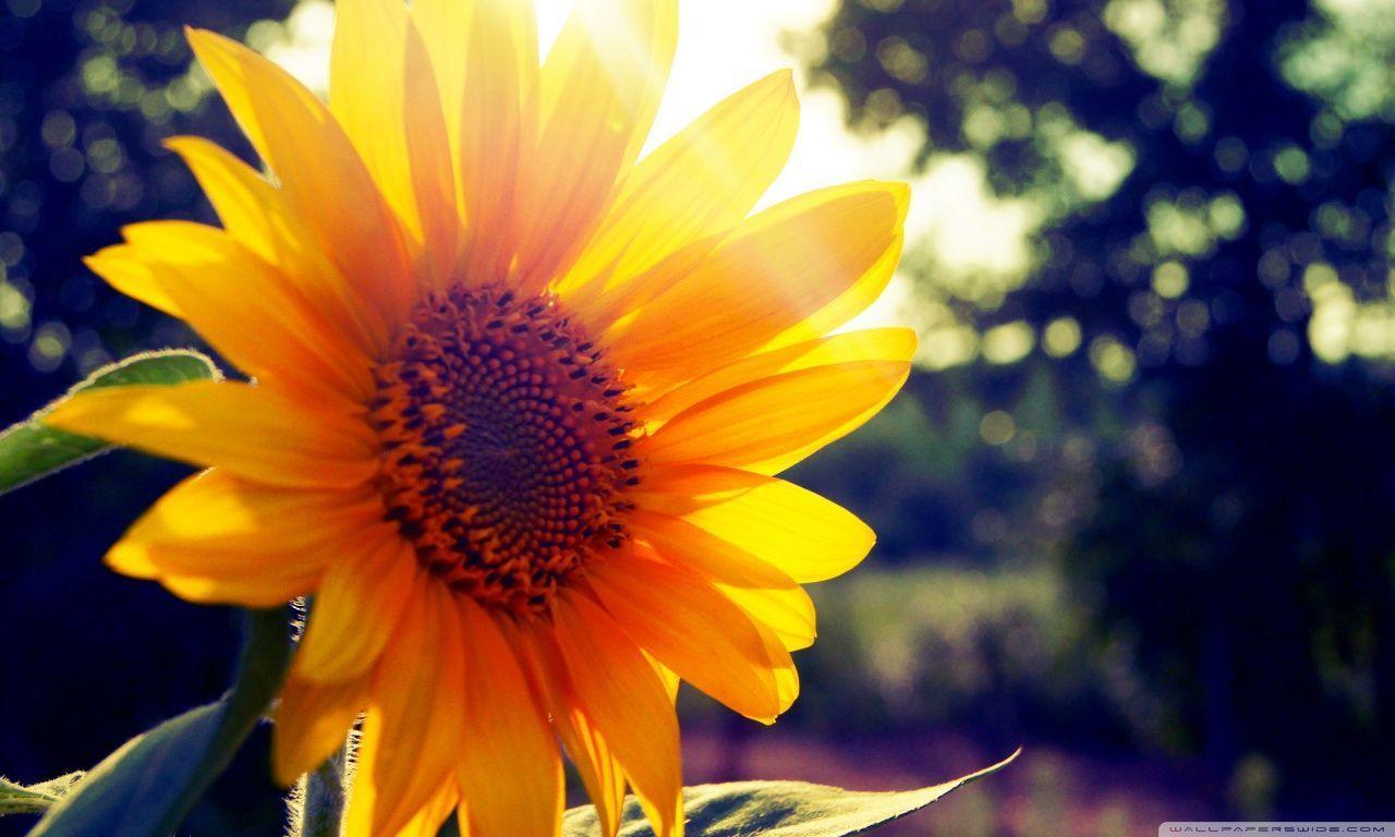 Good Morning Sunshine Wallpapers - Top Free Good Morning Sunshine ...
