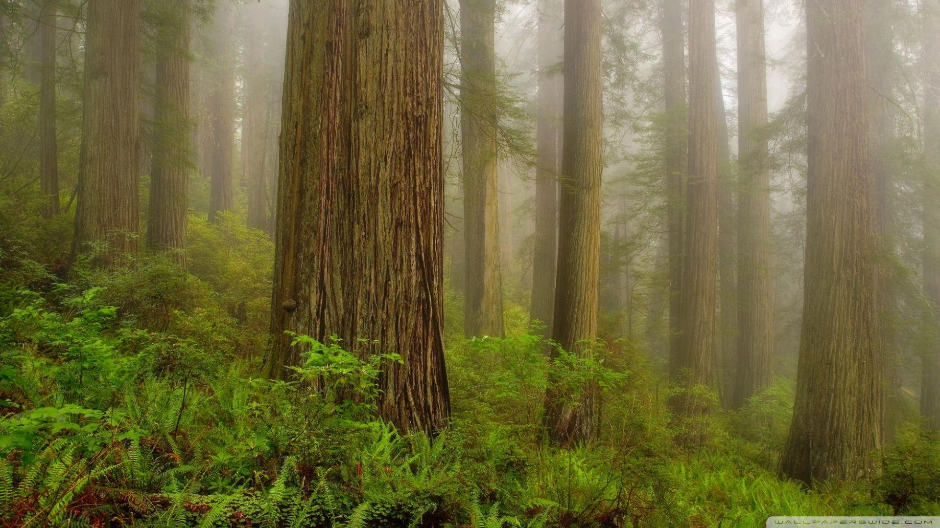 Redwood Forest HD Wallpapers - Top Free Redwood Forest HD Backgrounds ...