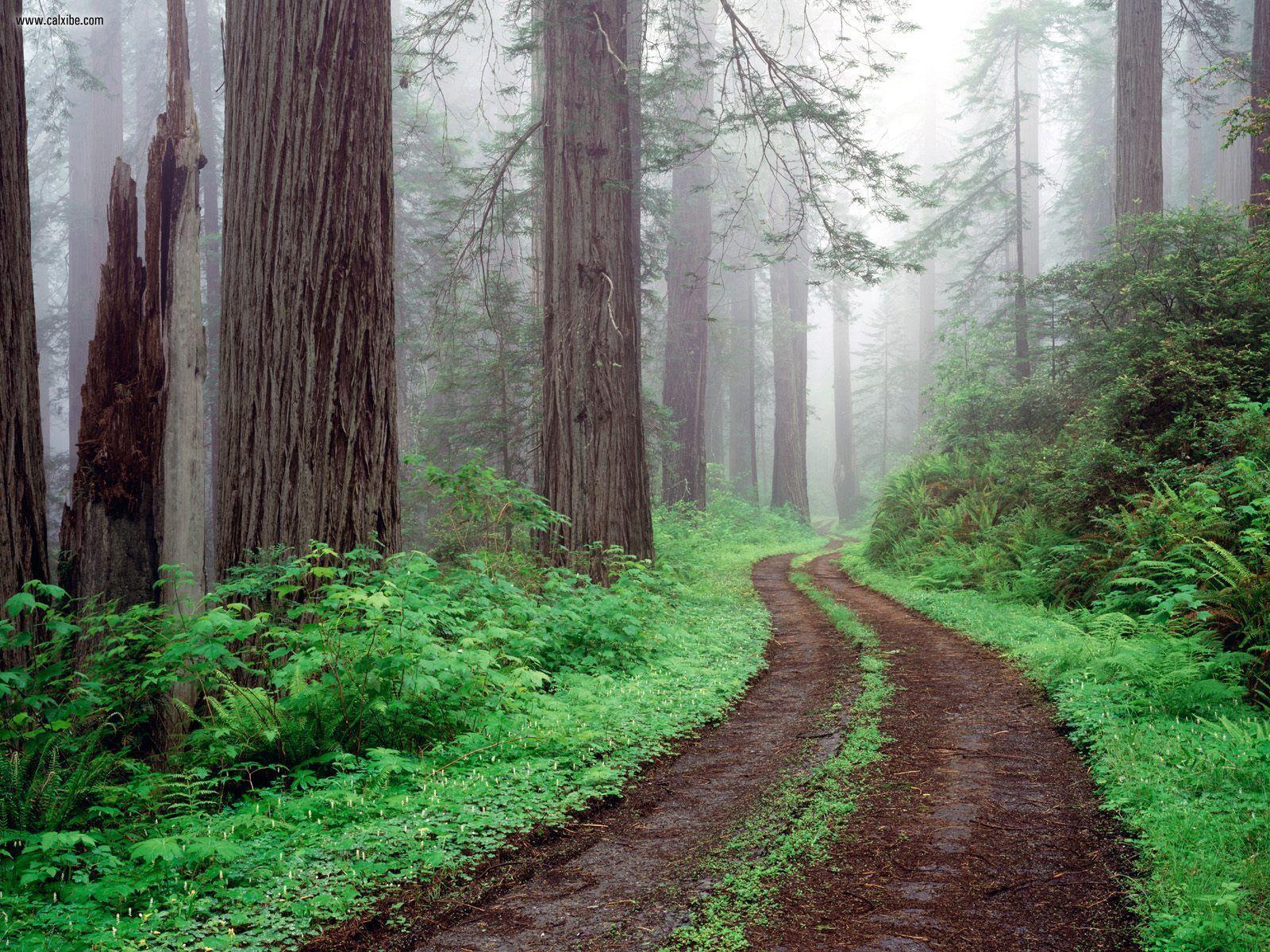 Redwood National Park Wallpapers - Top Free Redwood National Park ...
