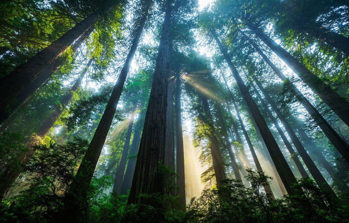 Redwood National Park Wallpapers - Top Free Redwood National Park ...