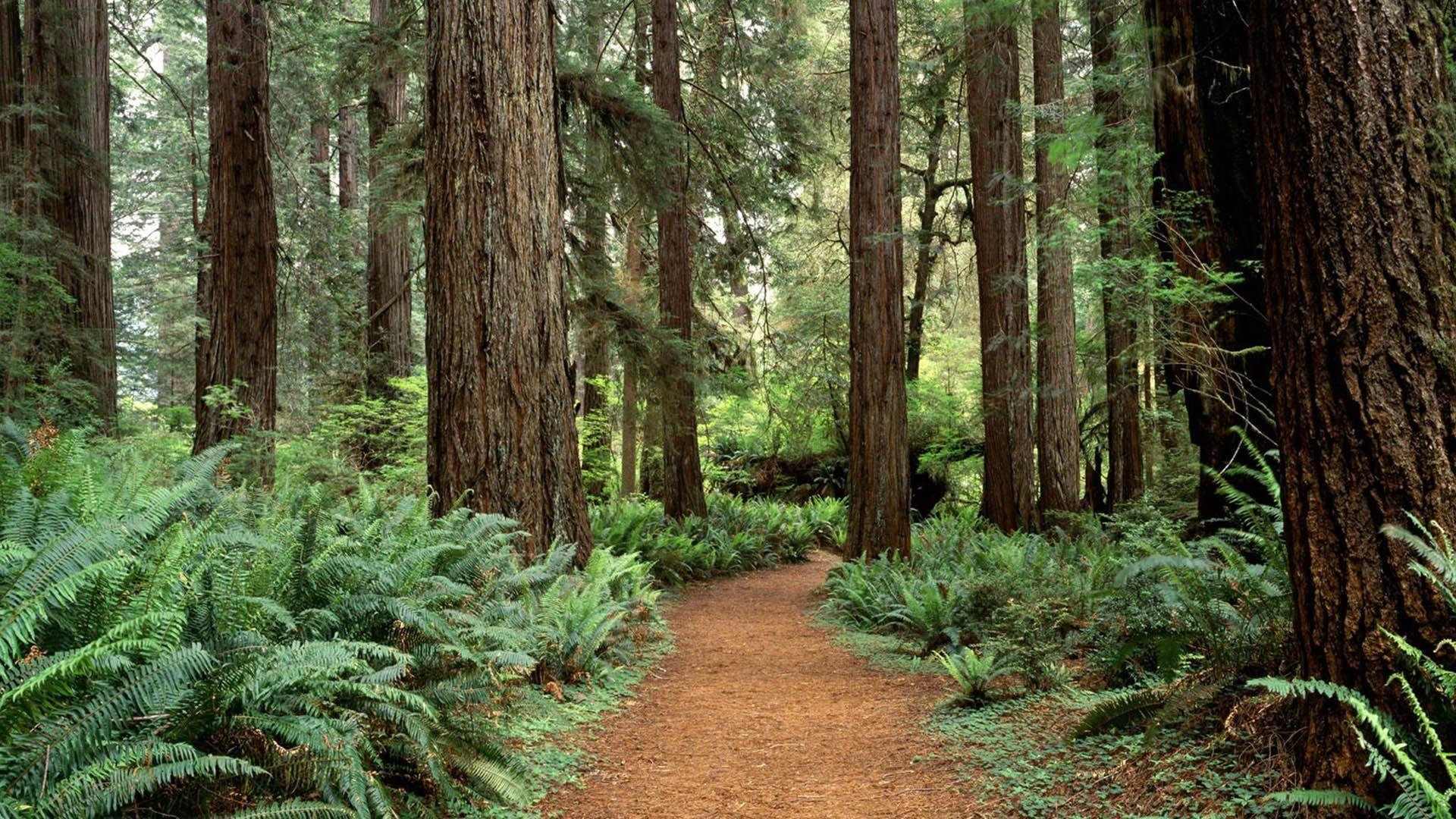 Redwood National Park Wallpapers - Top Free Redwood National Park ...