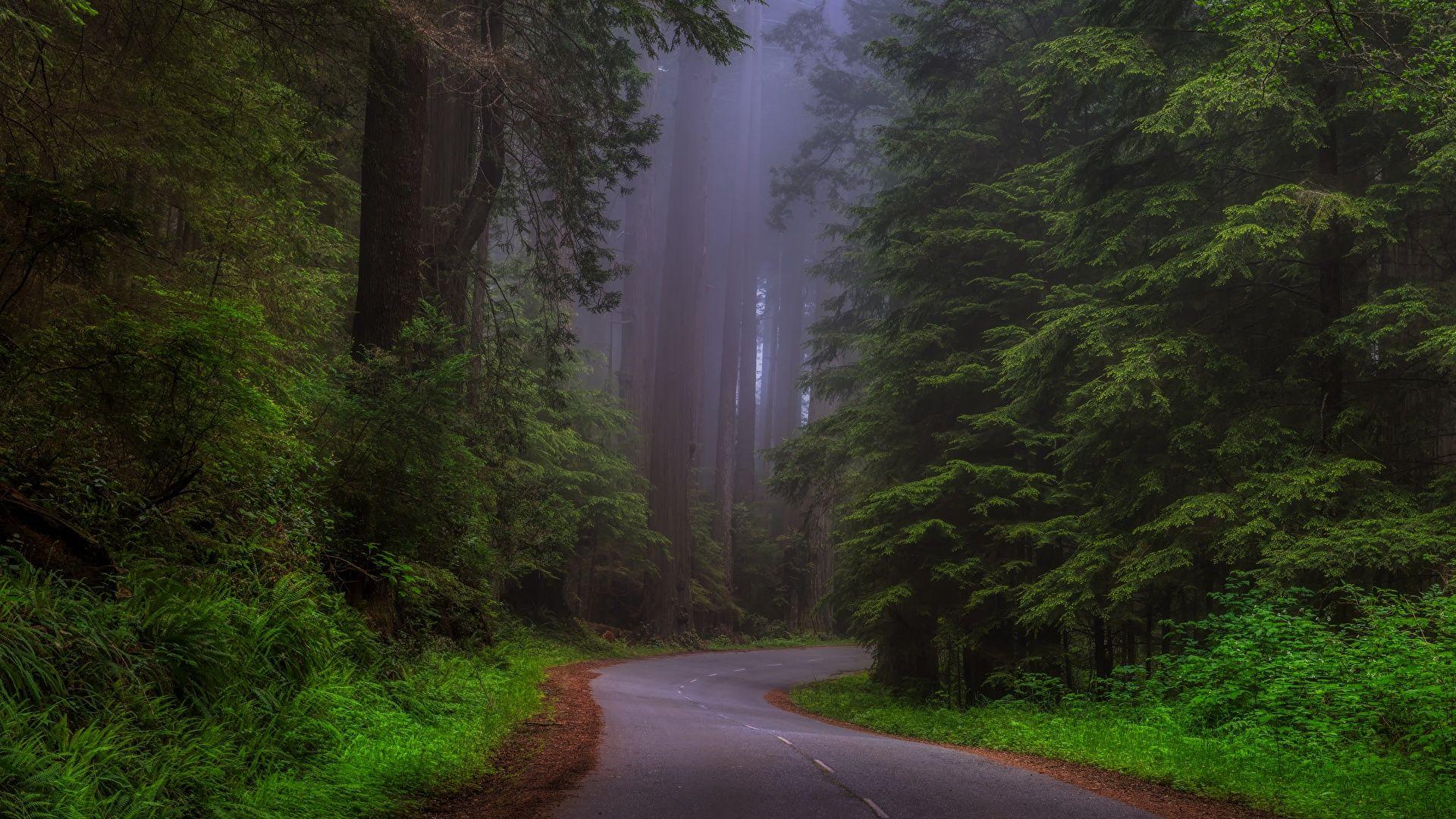 Redwood National Park Wallpapers - Top Free Redwood National Park ...