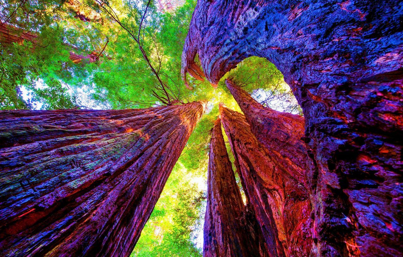 Redwood National Park Wallpapers - Top Free Redwood National Park ...