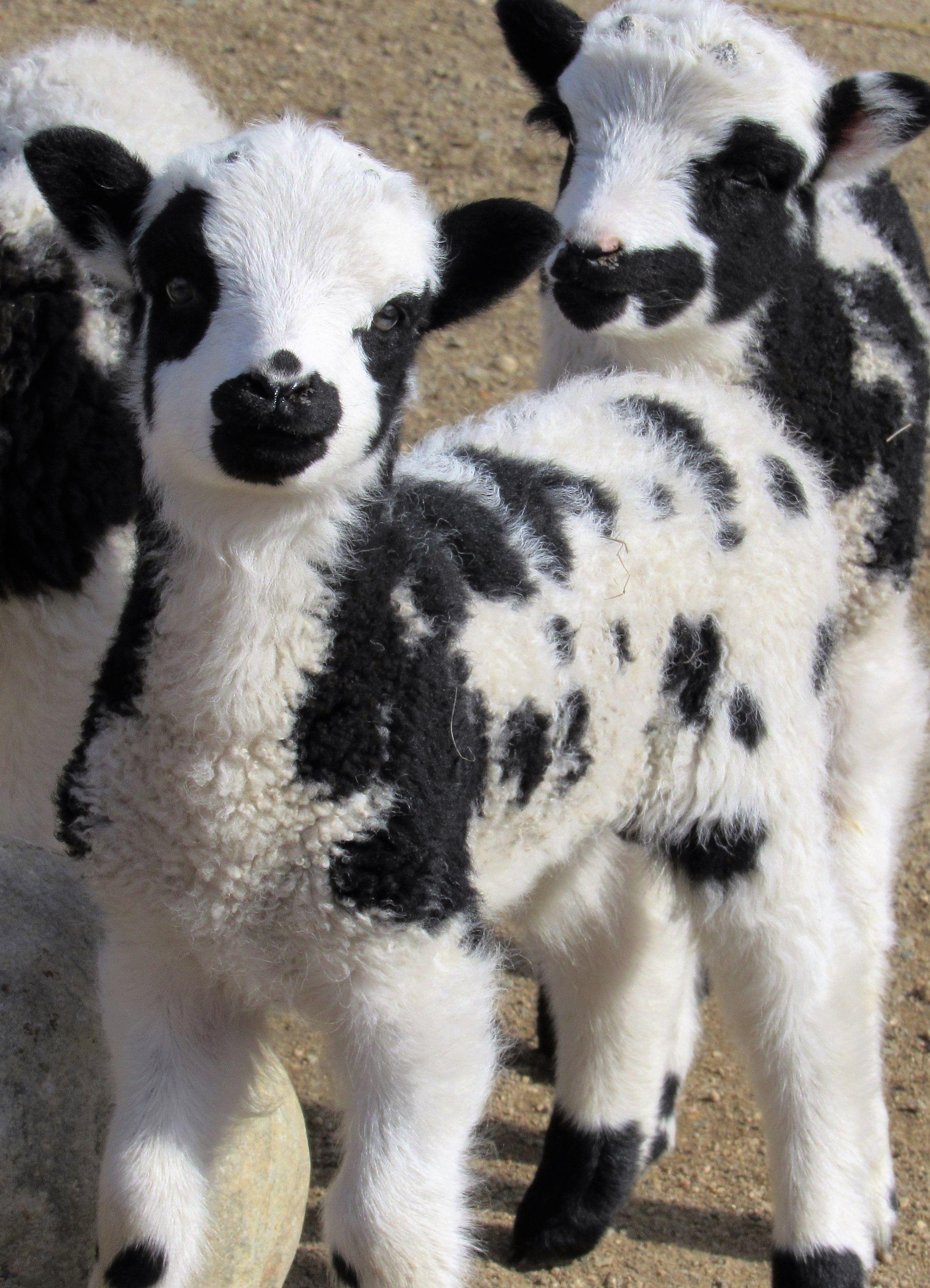 Baby Sheep Wallpapers - Top Free Baby Sheep Backgrounds - WallpaperAccess