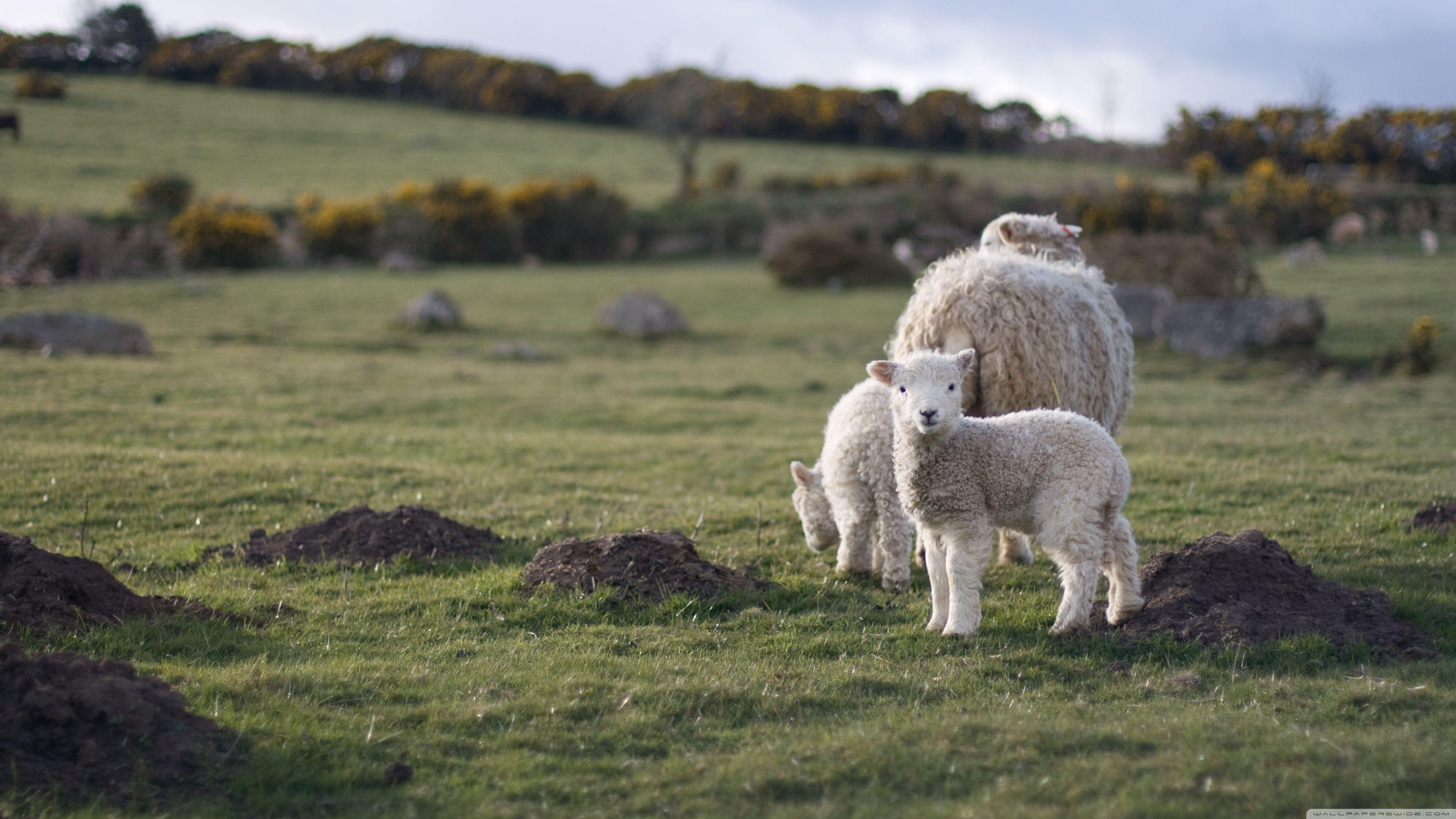 Baby Sheep Wallpapers - Top Free Baby Sheep Backgrounds - WallpaperAccess