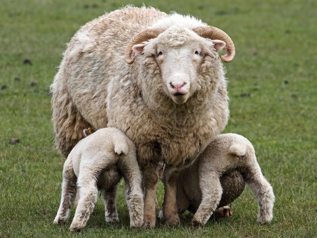 Baby Sheep Wallpapers - Top Free Baby Sheep Backgrounds - WallpaperAccess