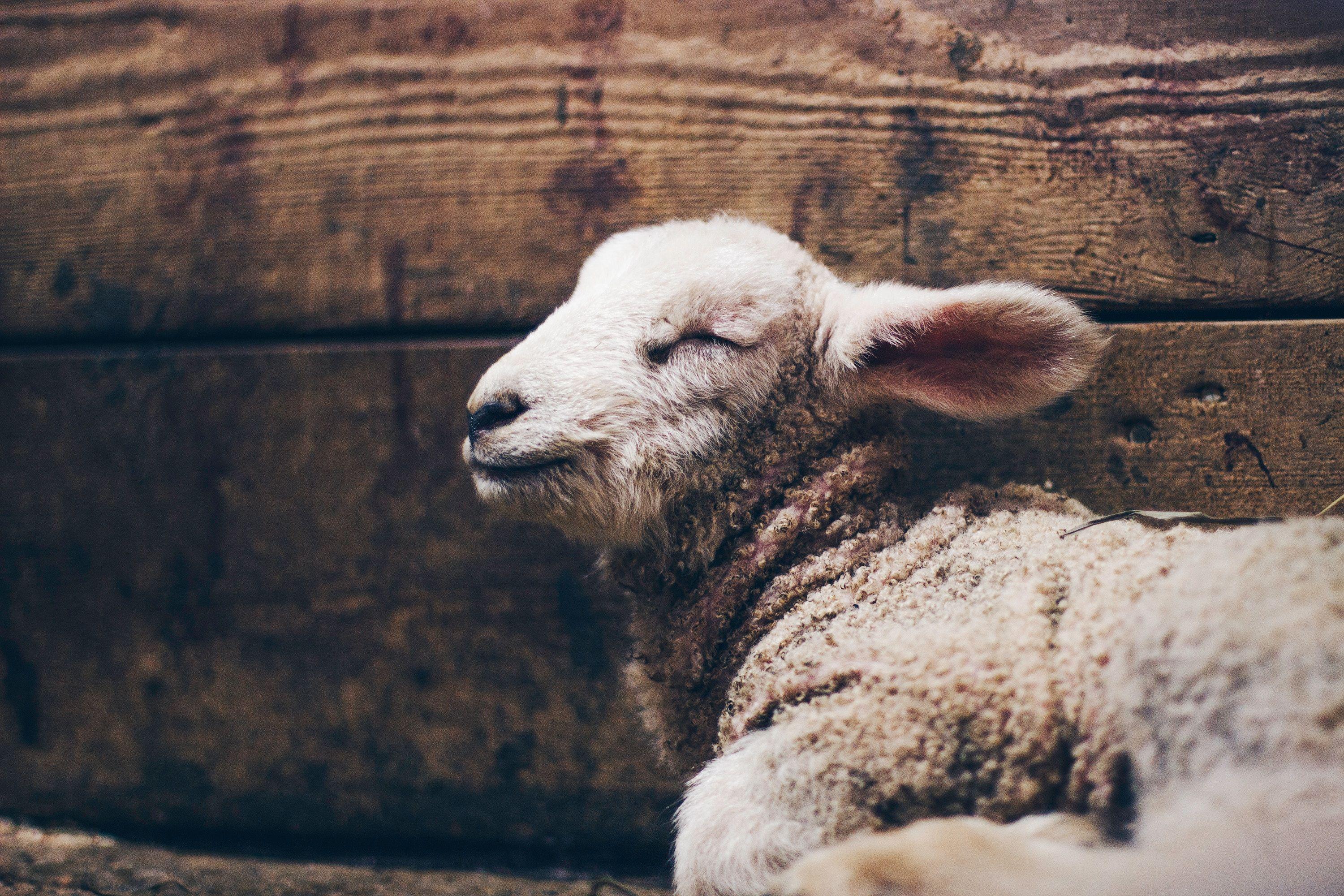 Baby Sheep Wallpapers - Top Free Baby Sheep Backgrounds - WallpaperAccess