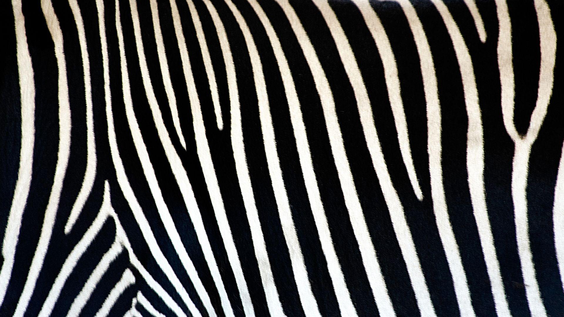 Cheetah Print Desktop Wallpapers - Top Free Cheetah Print Desktop ...