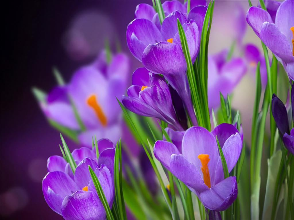 Saffron Wallpapers - Top Free Saffron Backgrounds - WallpaperAccess