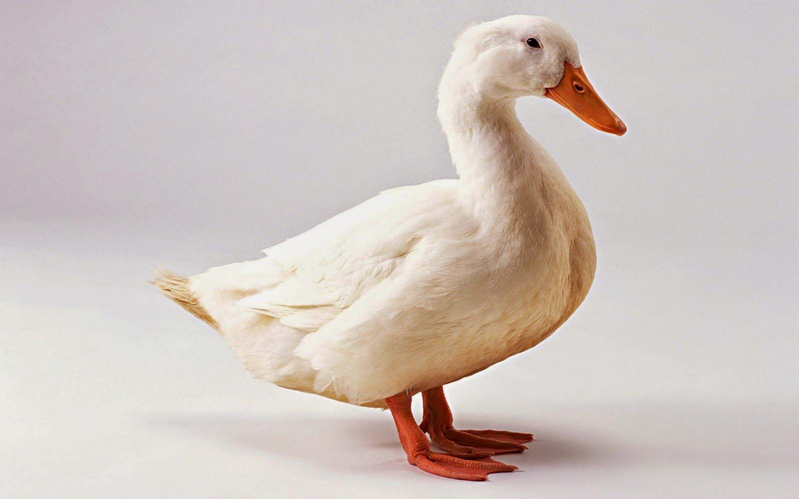 HD Duck Wallpapers - Top Free HD Duck Backgrounds - WallpaperAccess