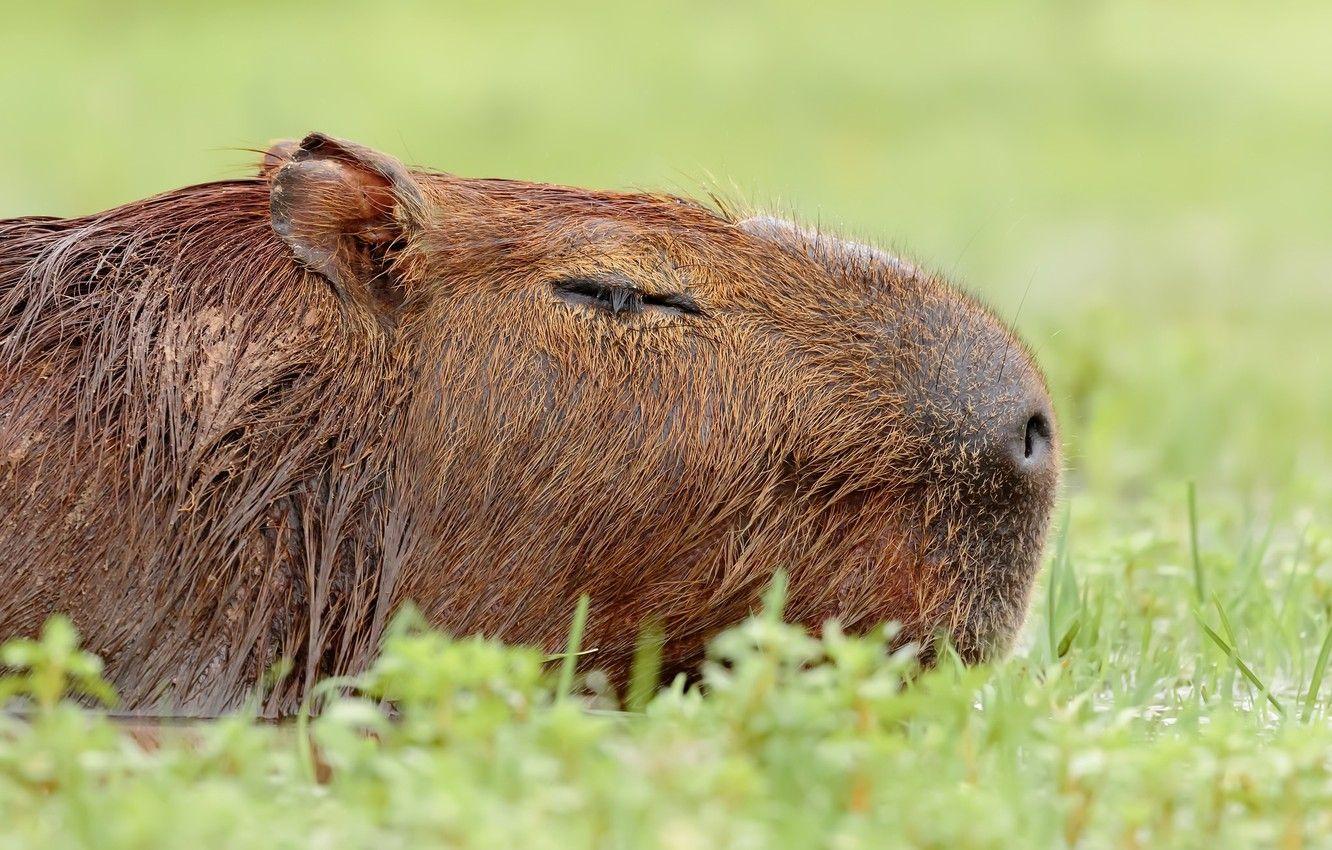 Cute Capybara Wallpapers - Top Free Cute Capybara Backgrounds ...