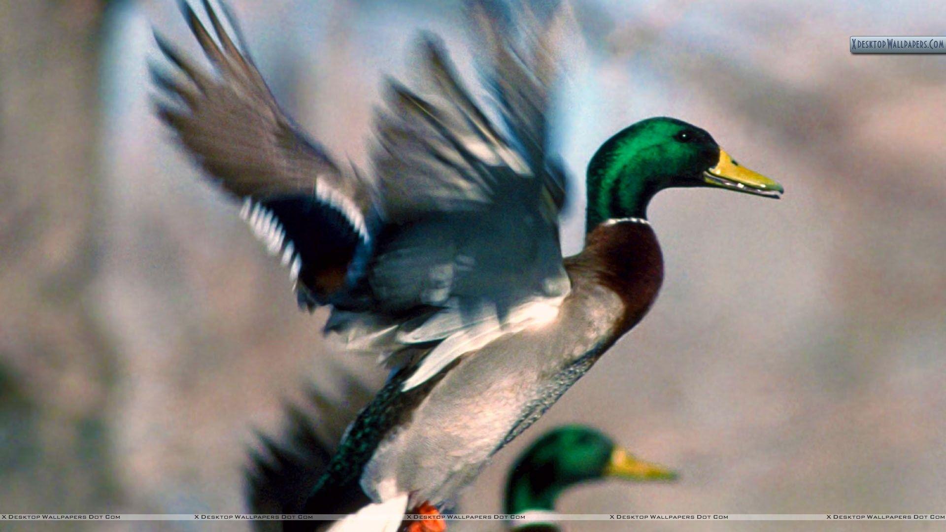 HD Duck Wallpapers - Top Free HD Duck Backgrounds - WallpaperAccess