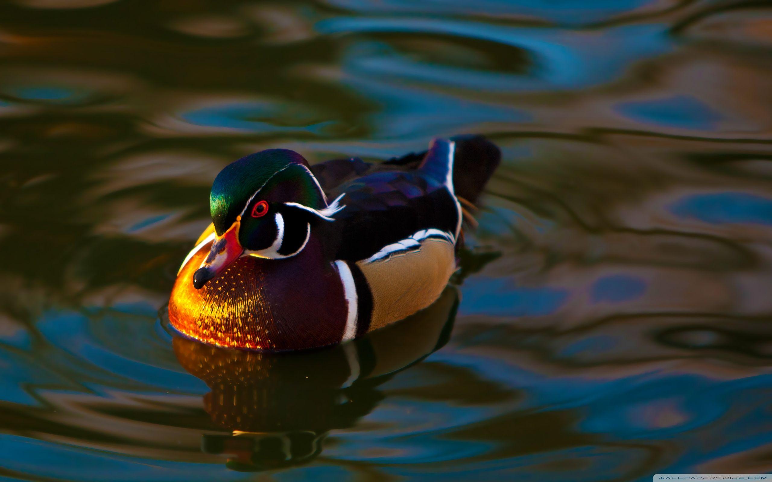 HD Duck Wallpapers - Top Free HD Duck Backgrounds - WallpaperAccess