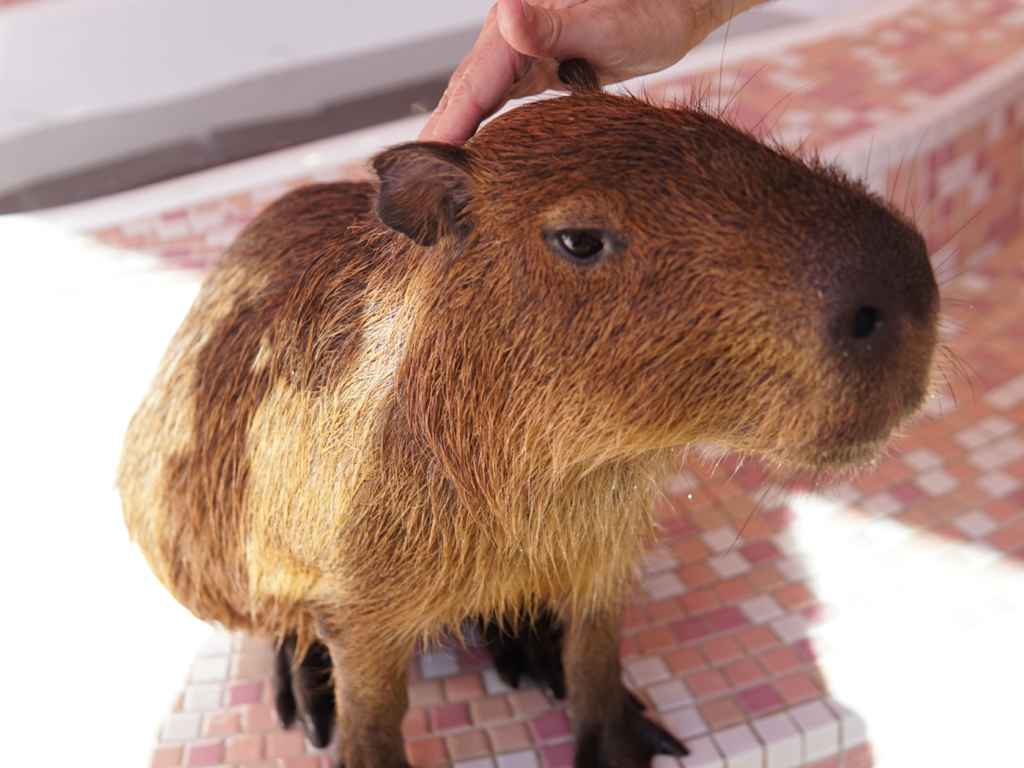 Cute Capybara Wallpapers - Top Free Cute Capybara Backgrounds ...