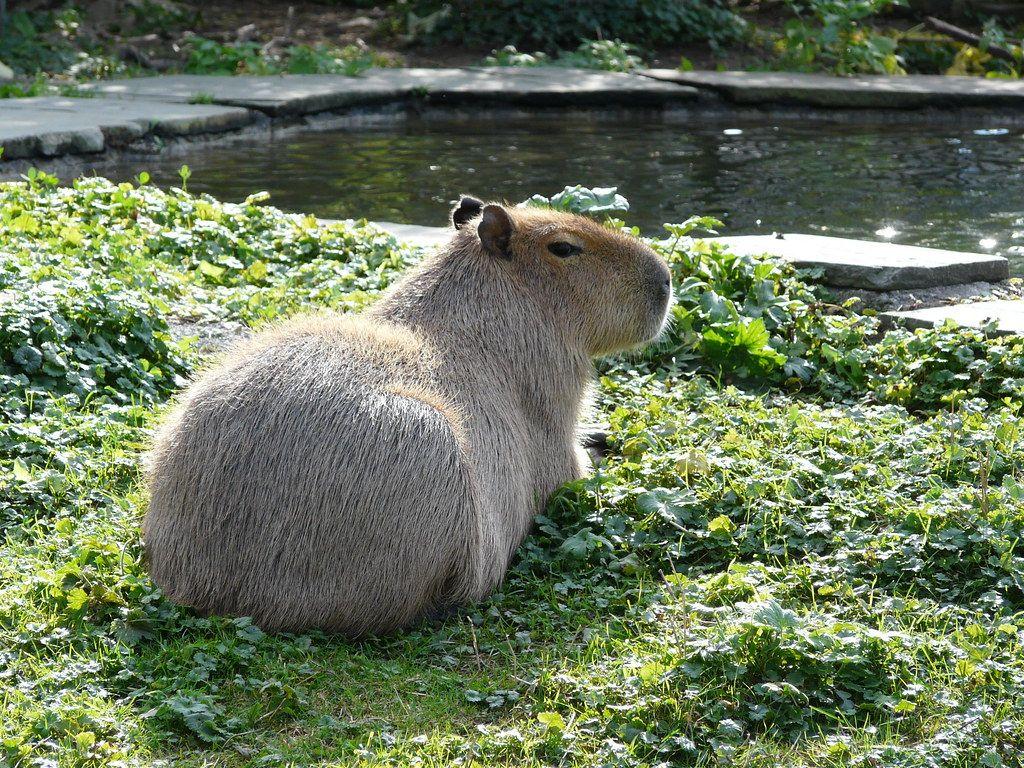 Cute Capybara Wallpapers - Top Free Cute Capybara Backgrounds ... Cute Capybara Wallpapers - Top Free Cute Capybara Backgrounds ...