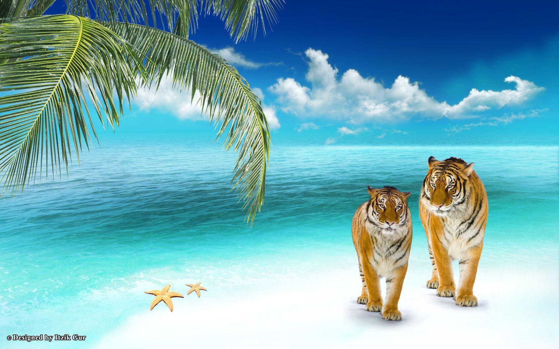 Animal Beach Wallpapers - Top Free Animal Beach Backgrounds ...