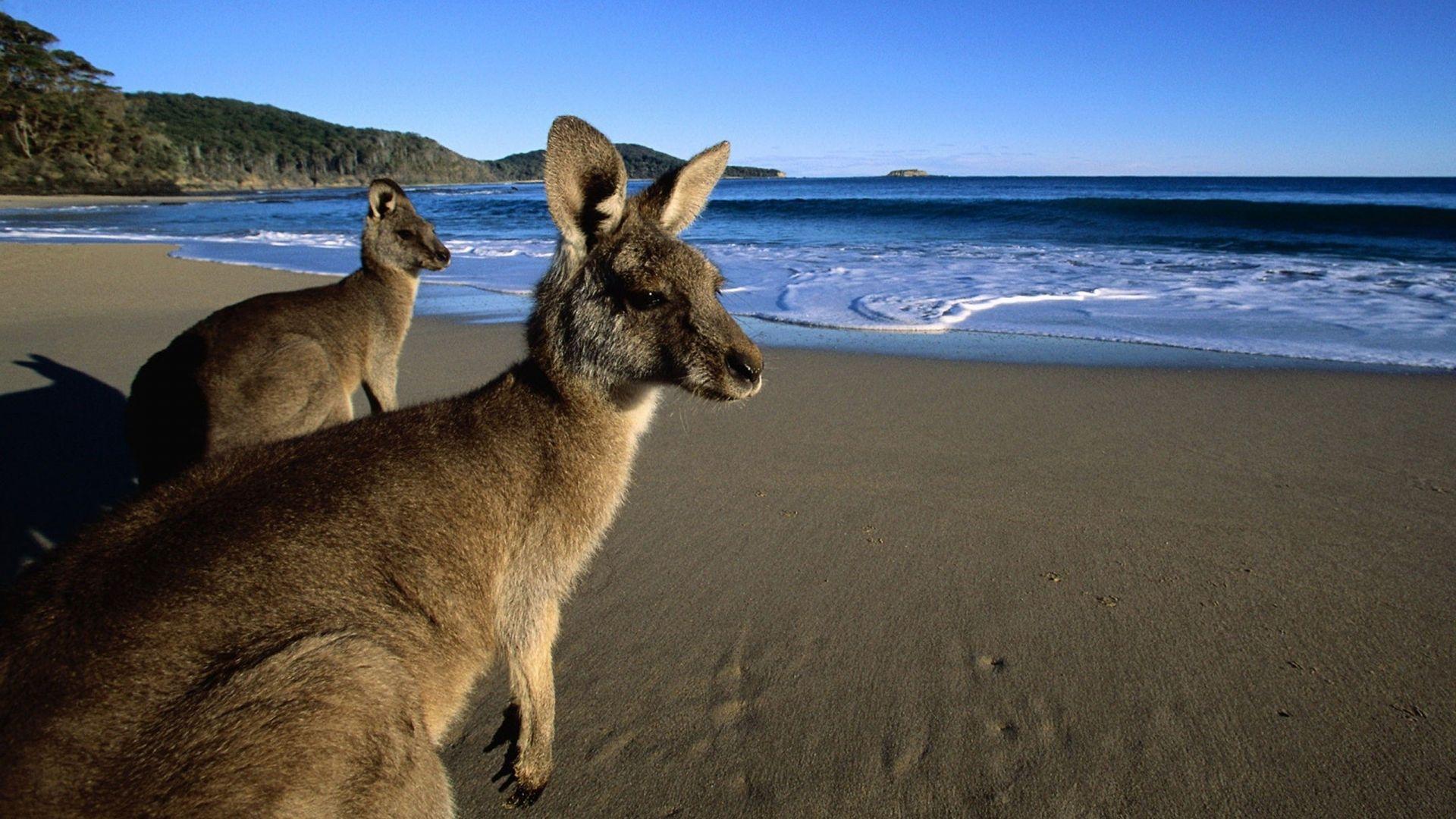 Animal Beach Wallpapers - Top Free Animal Beach Backgrounds ...