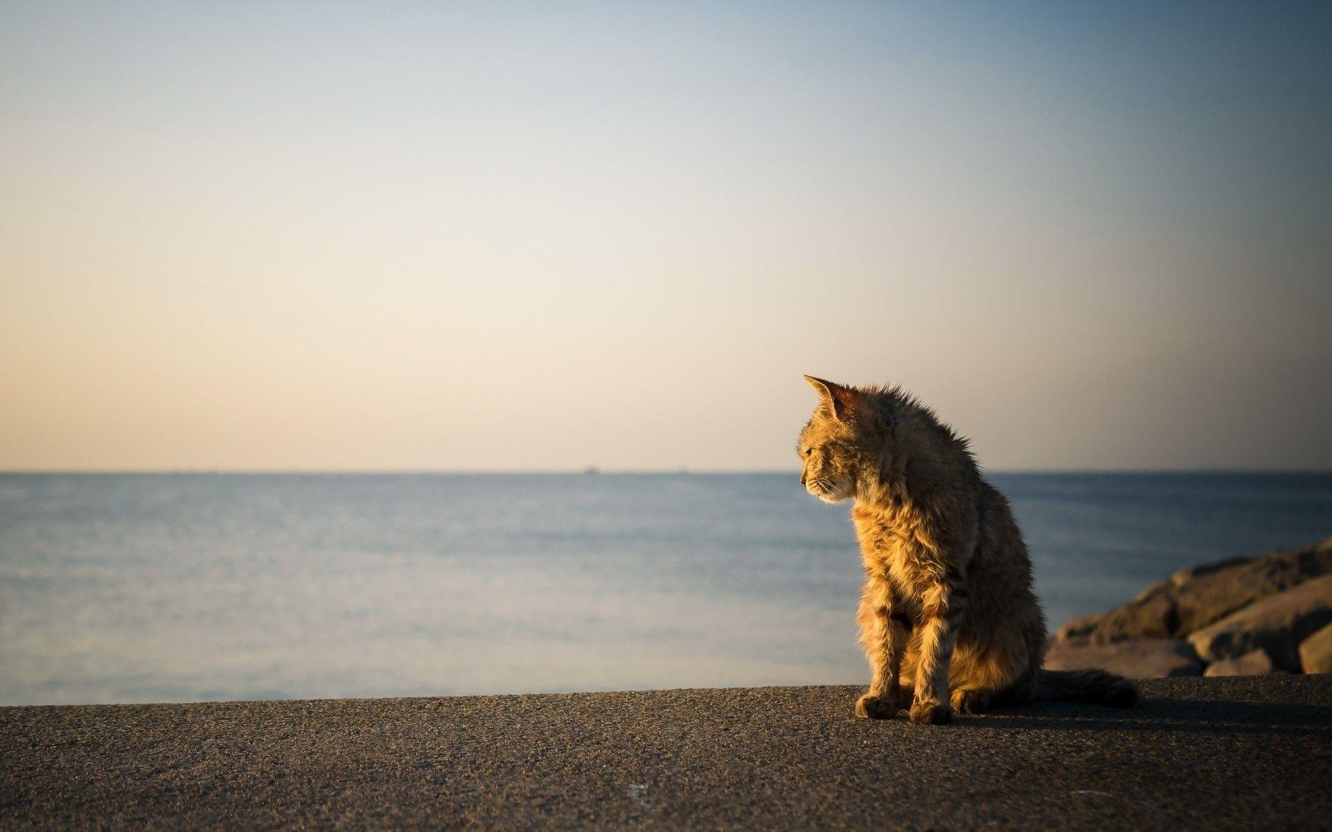 Animal Beach Wallpapers - Top Free Animal Beach Backgrounds ...