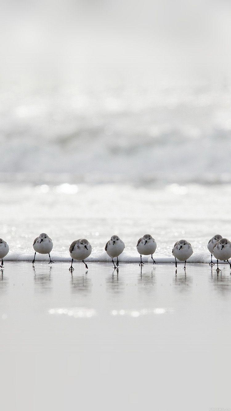 Animal Beach Wallpapers - Top Free Animal Beach Backgrounds ...