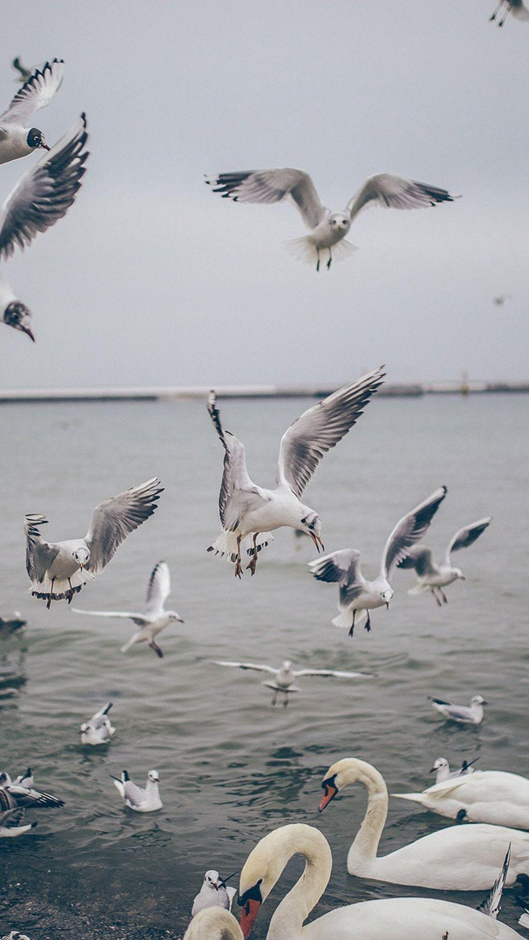 Animal Beach Wallpapers - Top Free Animal Beach Backgrounds ...