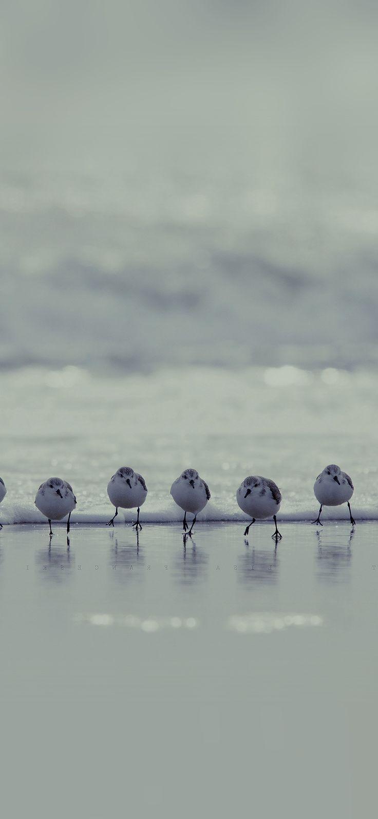 Animal Beach Wallpapers - Top Free Animal Beach Backgrounds ...