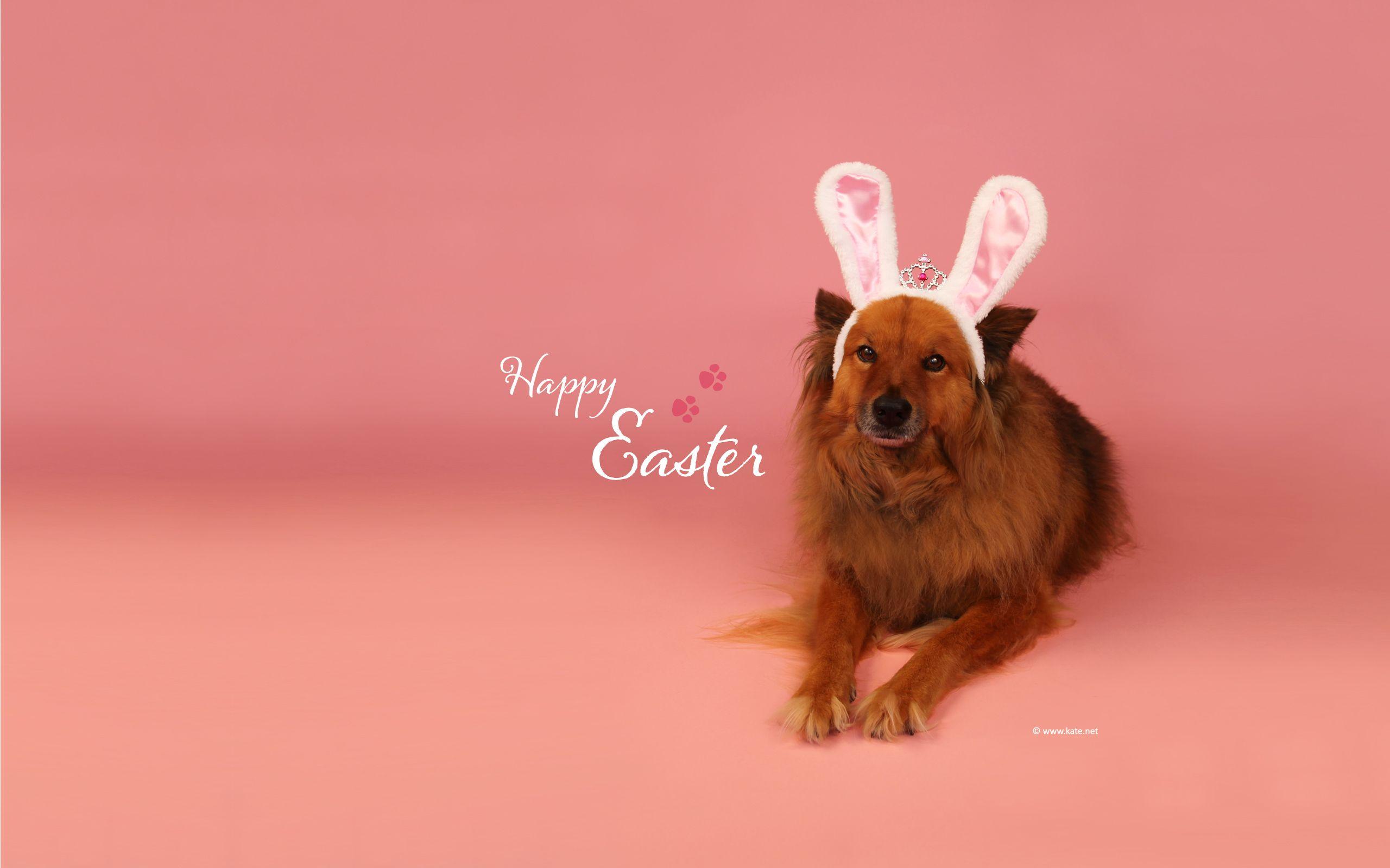 Cute Easter Dog Wallpapers - Top Free Cute Easter Dog Backgrounds ...