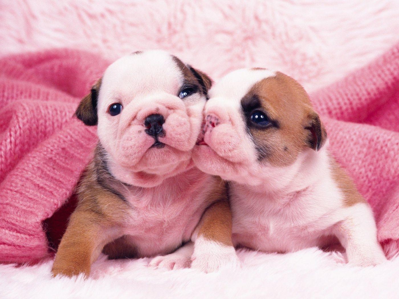 Pink Puppies Wallpapers - Top Free Pink Puppies Backgrounds ...