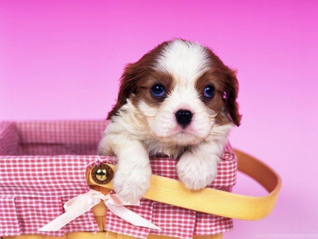 Pink Puppies Wallpapers - Top Free Pink Puppies Backgrounds ...