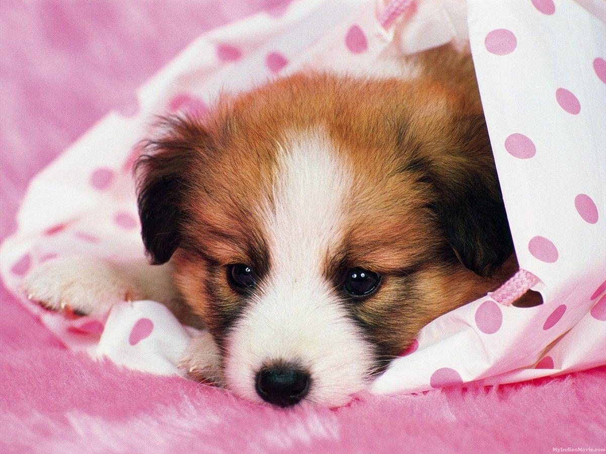 Pink Puppies Wallpapers - Top Free Pink Puppies Backgrounds ...