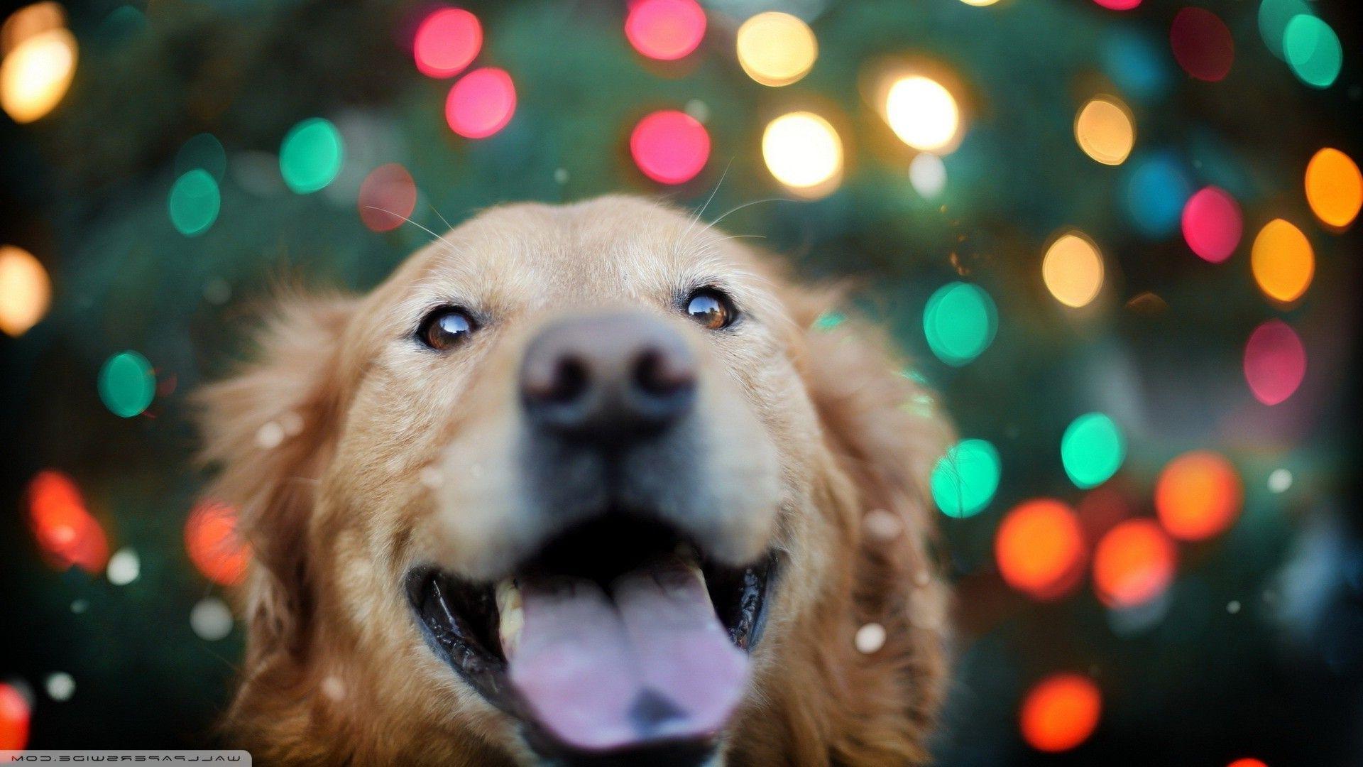 Colourful Dog Wallpapers - Top Free Colourful Dog Backgrounds ...
