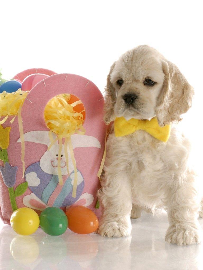 Cute Easter Dog Wallpapers - Top Free Cute Easter Dog Backgrounds ...