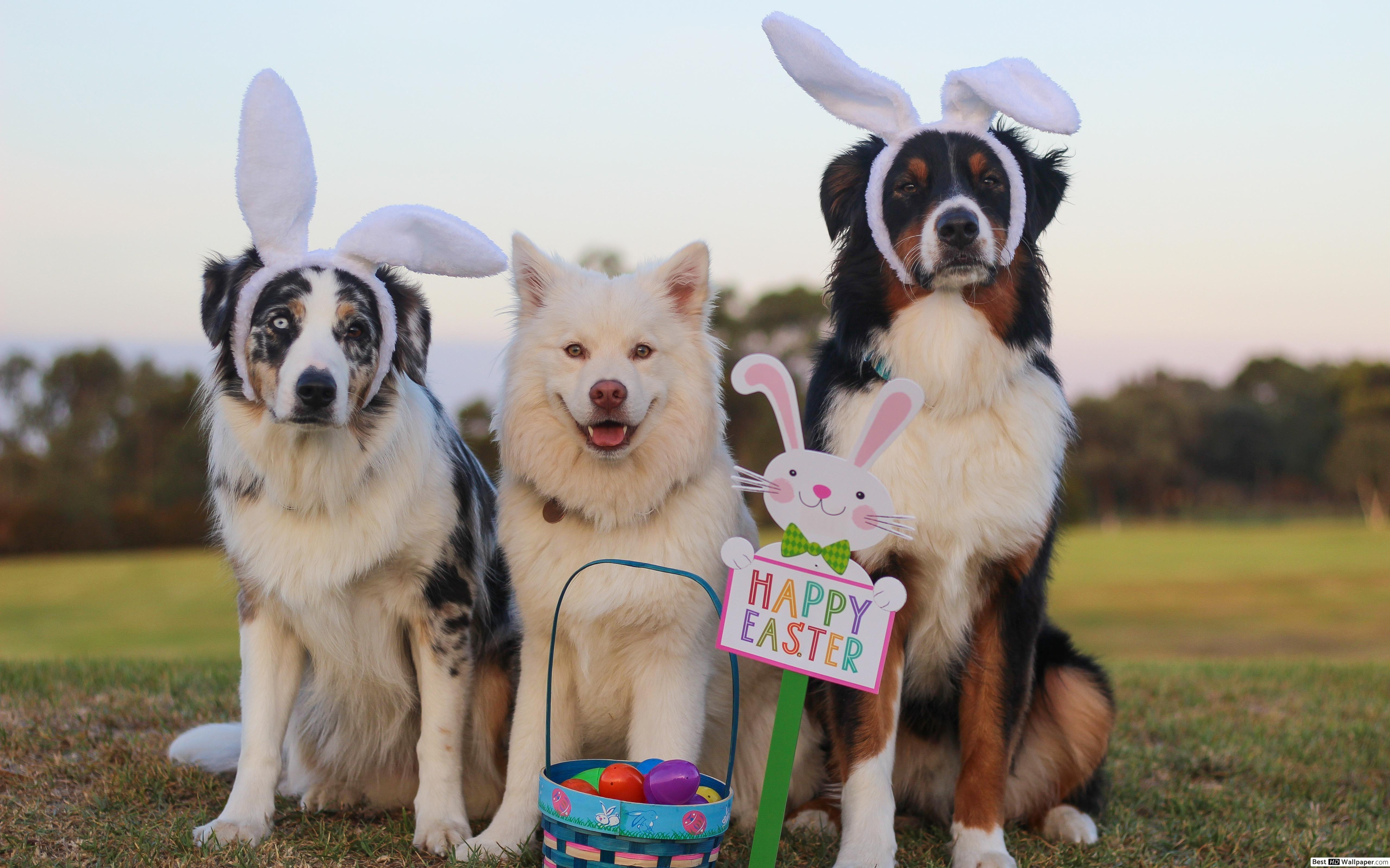 Cute Easter Dog Wallpapers - Top Free Cute Easter Dog Backgrounds ...