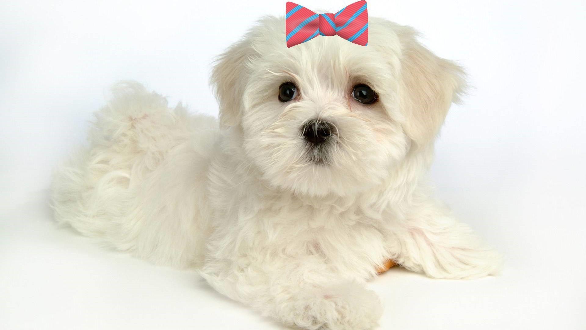 Pink Dogs Wallpapers - Top Free Pink Dogs Backgrounds - WallpaperAccess