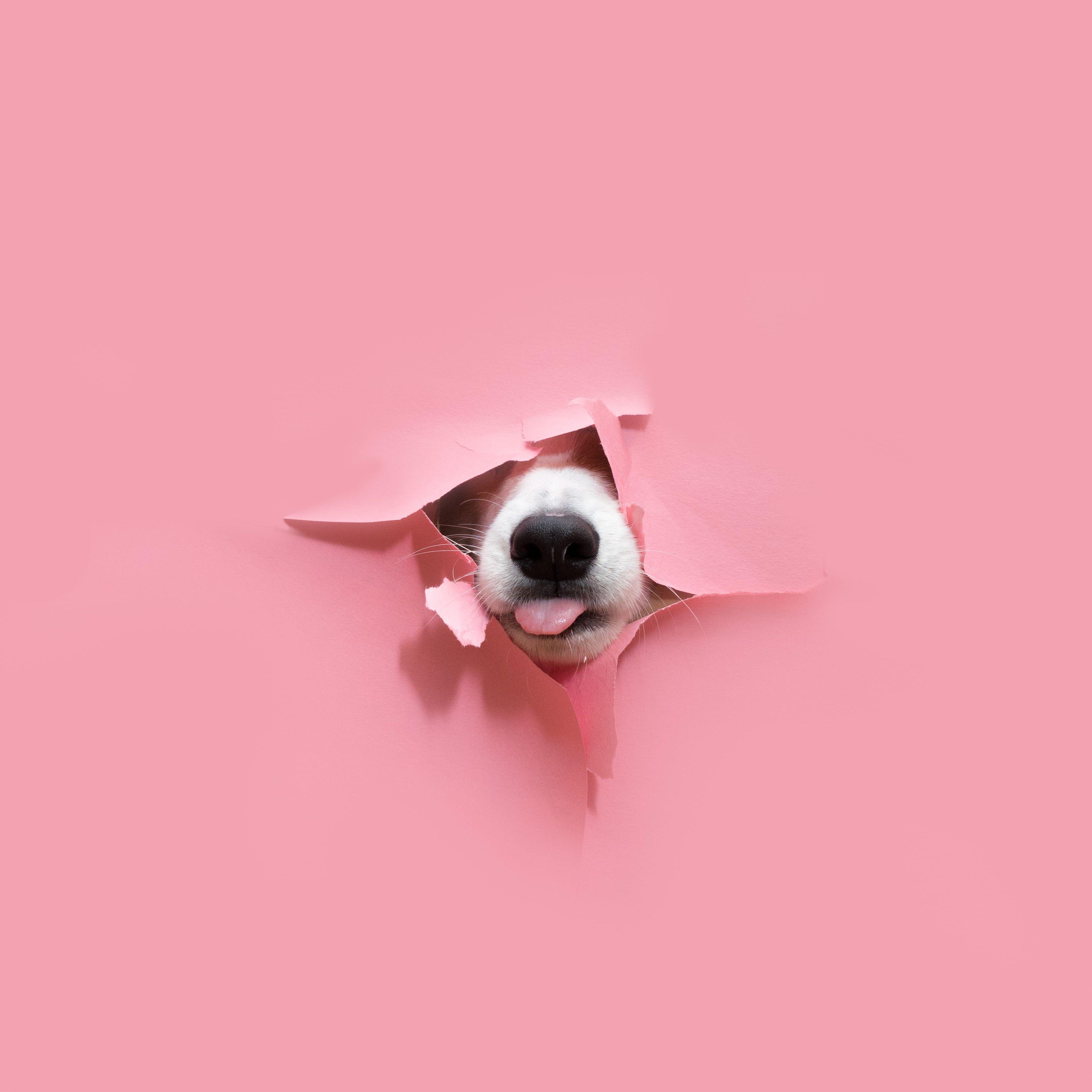 Pink Puppies Wallpapers - Top Free Pink Puppies Backgrounds ...