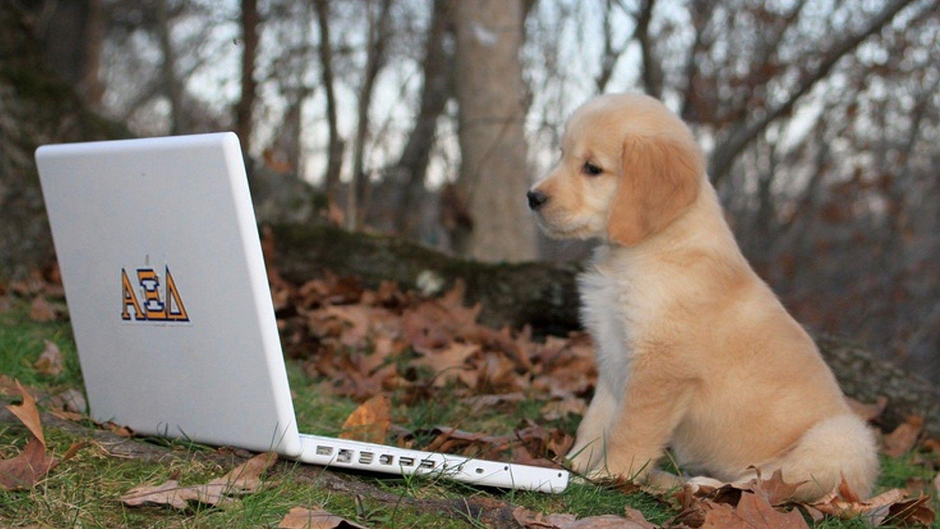 Puppies Laptop Wallpapers - Top Free Puppies Laptop Backgrounds ...