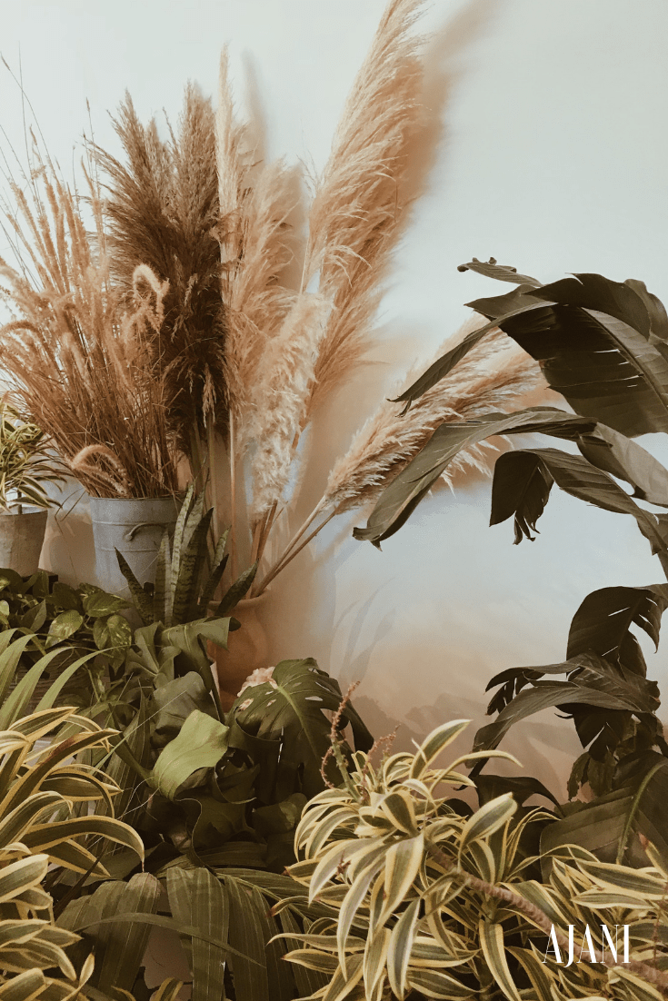 Ajani Wallpapers - Top Free Ajani Backgrounds - WallpaperAccess