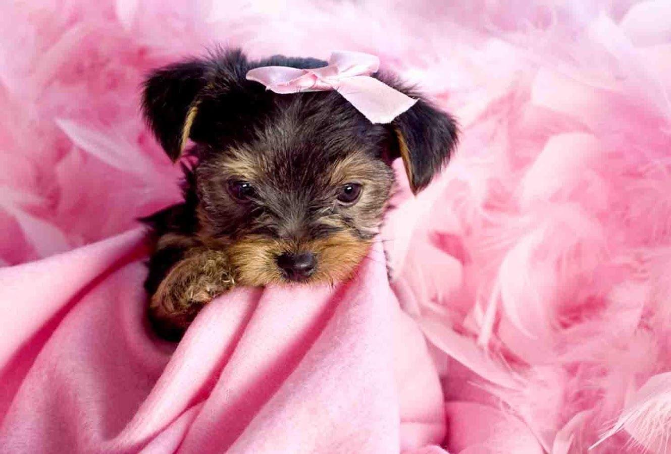 Pink Dogs Wallpapers - Top Free Pink Dogs Backgrounds - WallpaperAccess