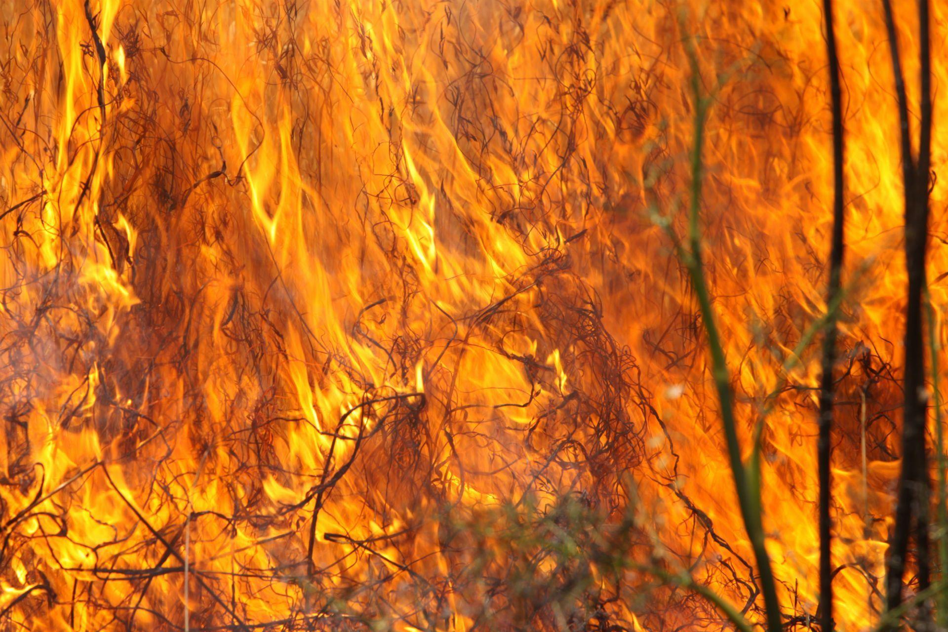 Burning Forest Wallpapers - Top Free Burning Forest Backgrounds ...