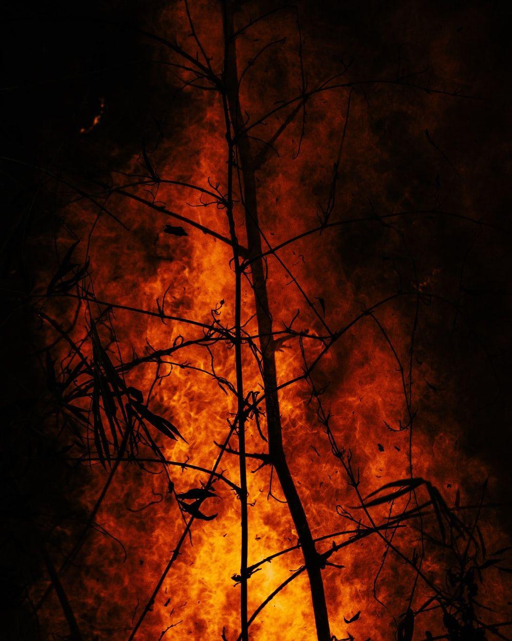 Burning Forest Wallpapers - Top Free Burning Forest Backgrounds - WallpaperAccess