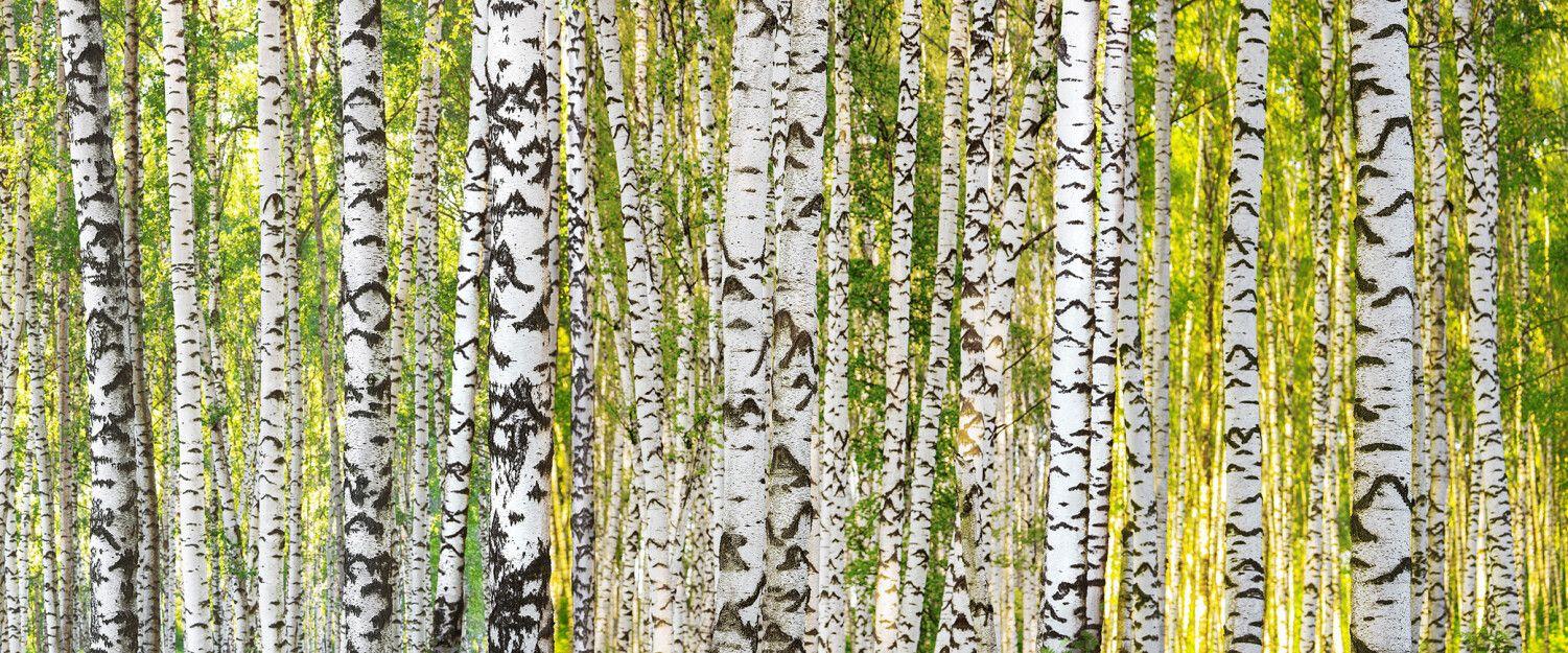 Birch Forest Wallpapers - Top Free Birch Forest Backgrounds ...
