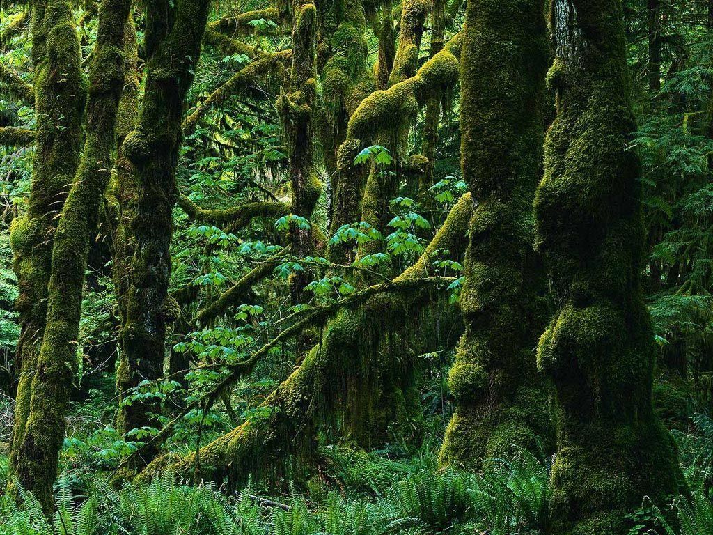 Old Growth Forest Wallpapers - Top Free Old Growth Forest Backgrounds ...