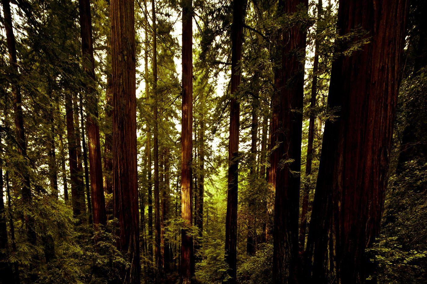 Old Growth Forest Wallpapers - Top Free Old Growth Forest Backgrounds ...