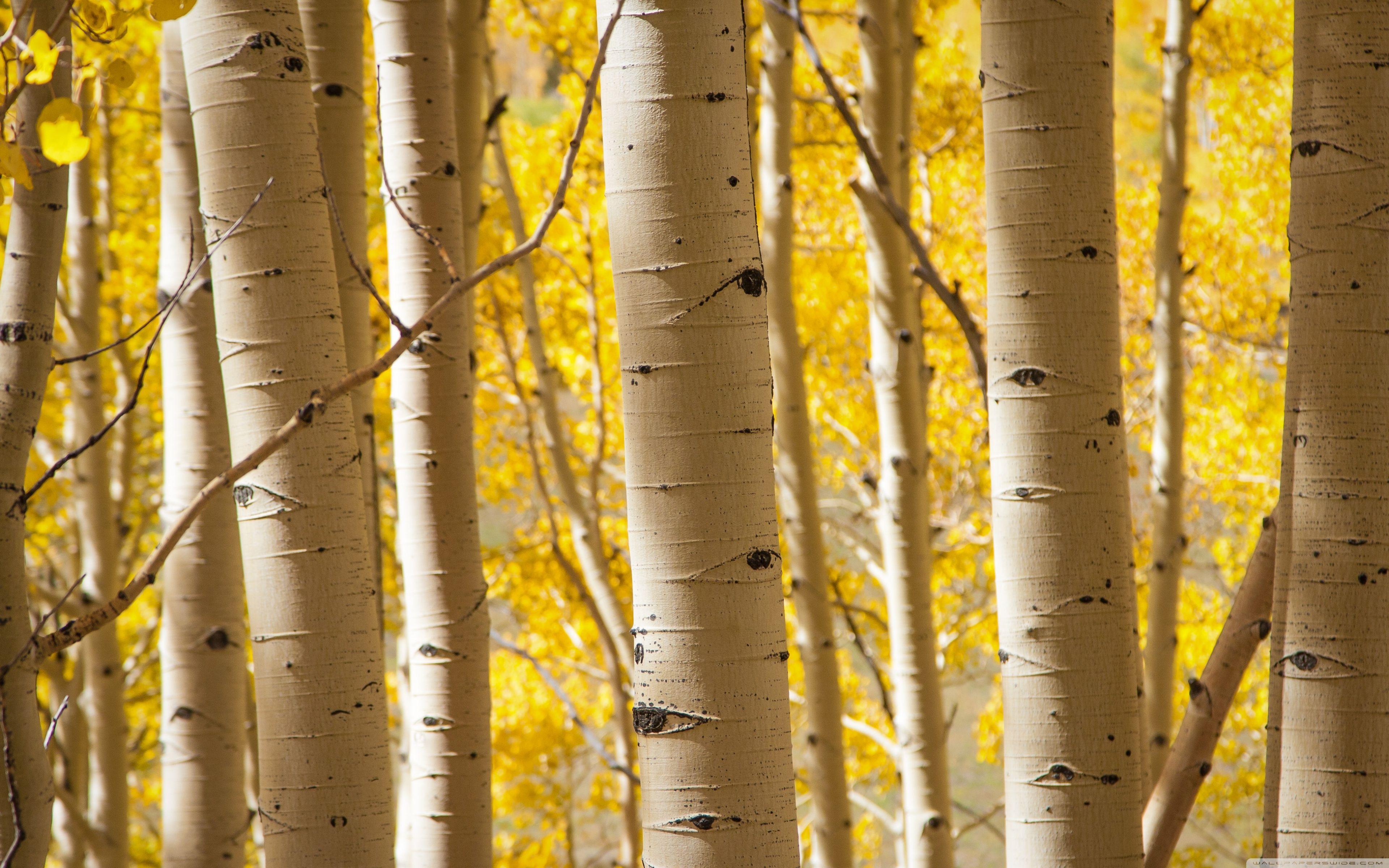 Birch Forest Wallpapers - Top Free Birch Forest Backgrounds ...
