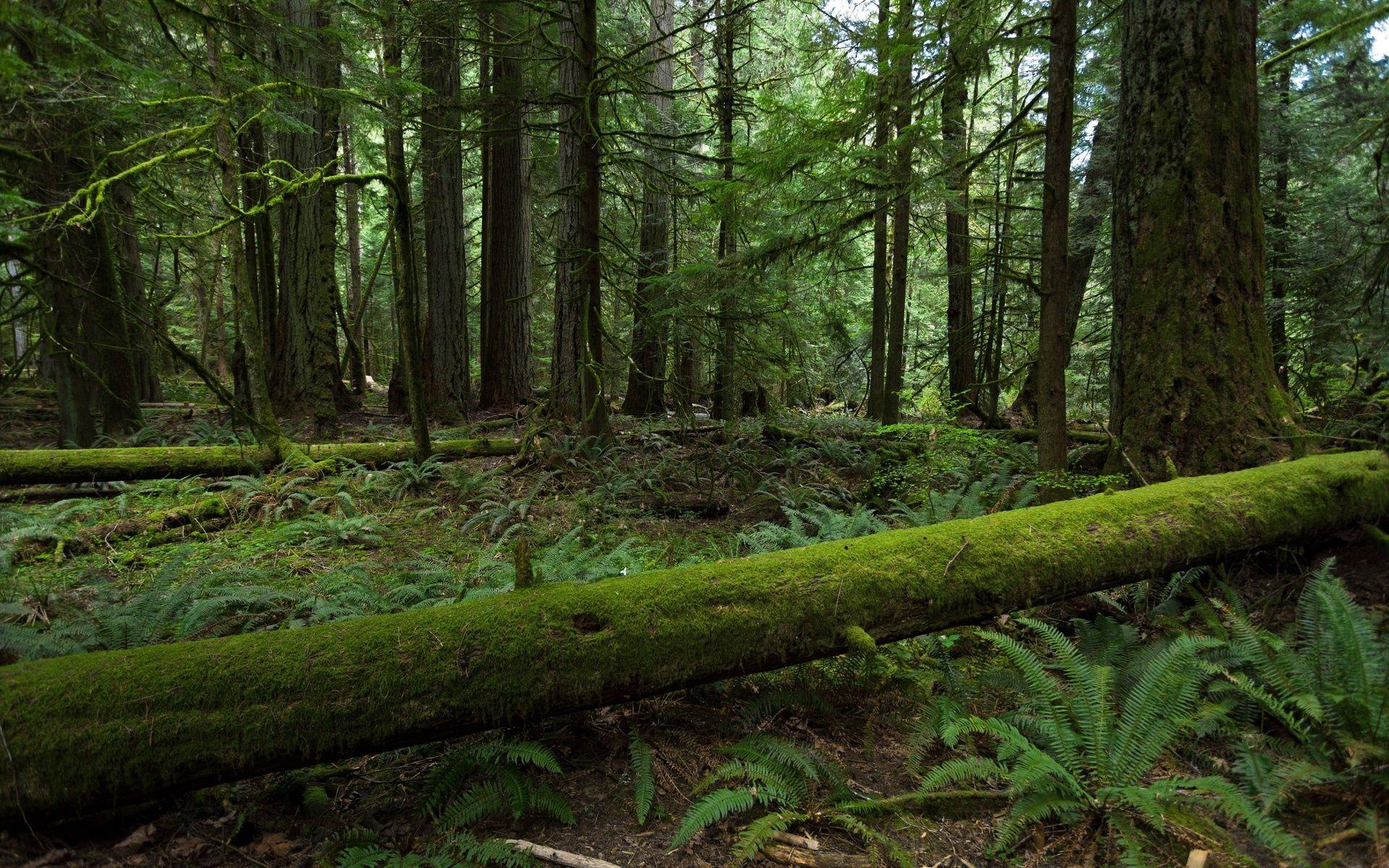 Old Growth Forest Wallpapers - Top Free Old Growth Forest Backgrounds ...