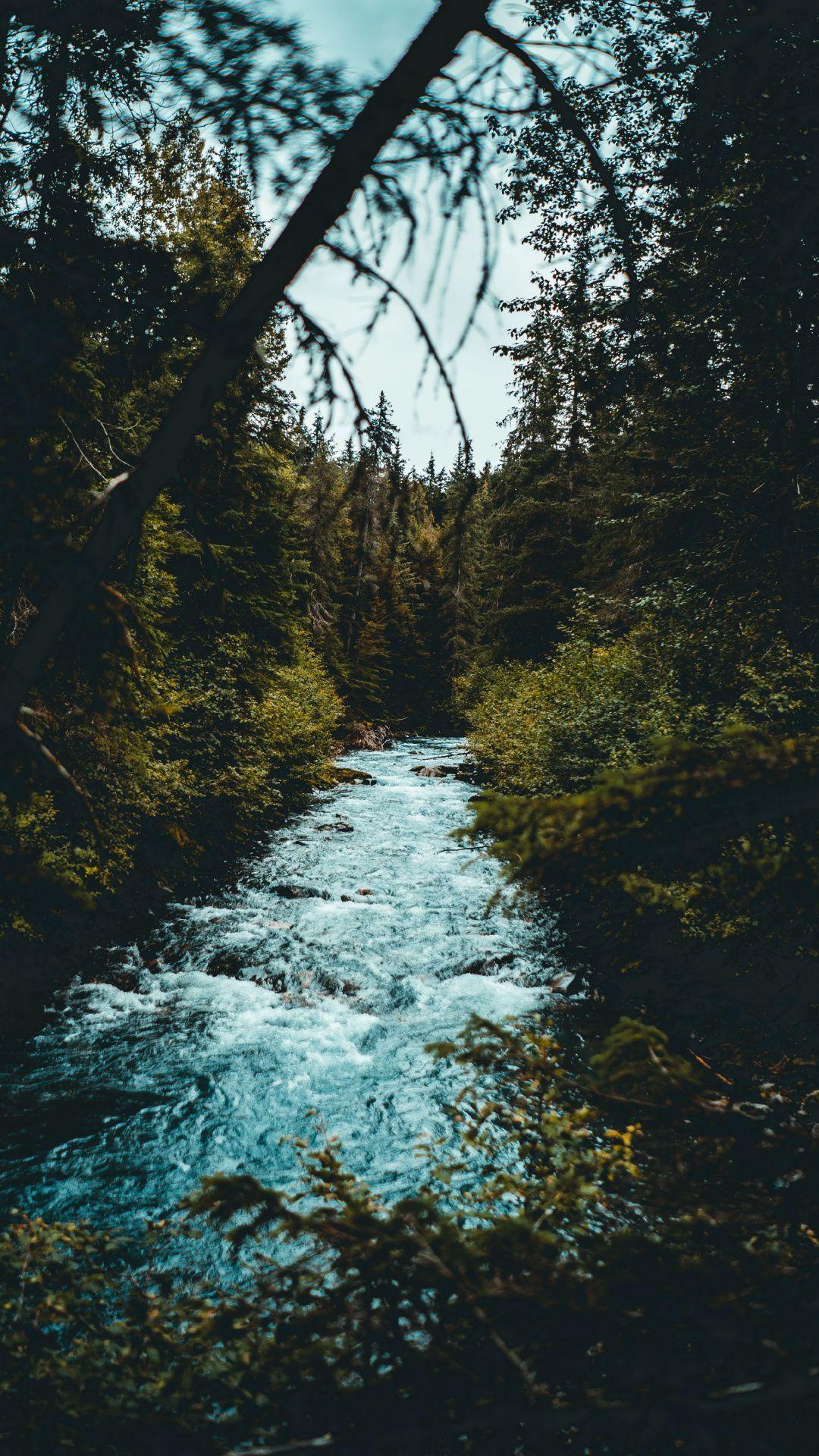 Old Growth Forest Wallpapers - Top Free Old Growth Forest Backgrounds ...