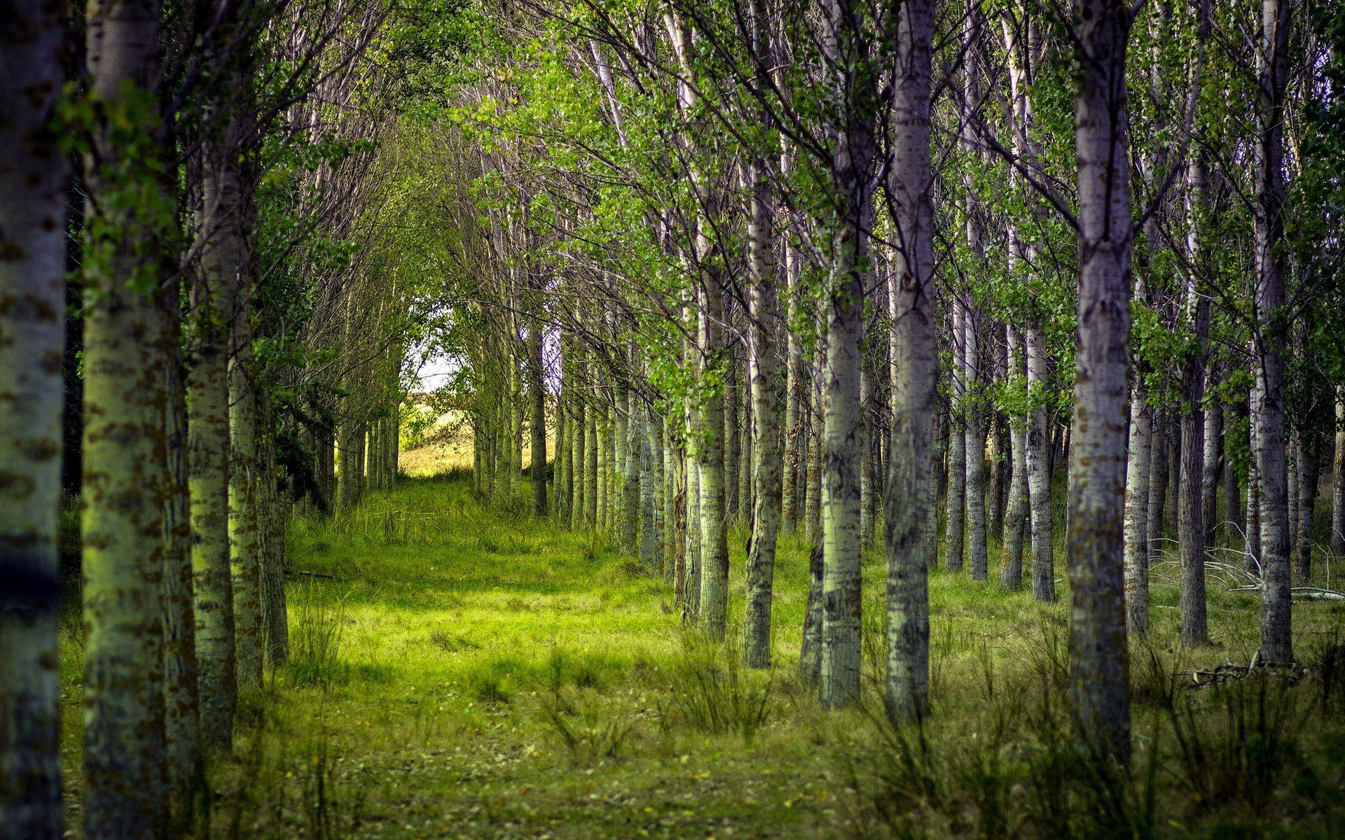 Birch Forest Wallpapers - Top Free Birch Forest Backgrounds ...